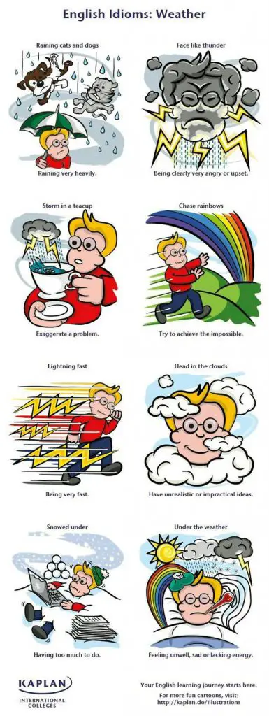 8 easy-to-use idioms about animals - Basic English Speaking